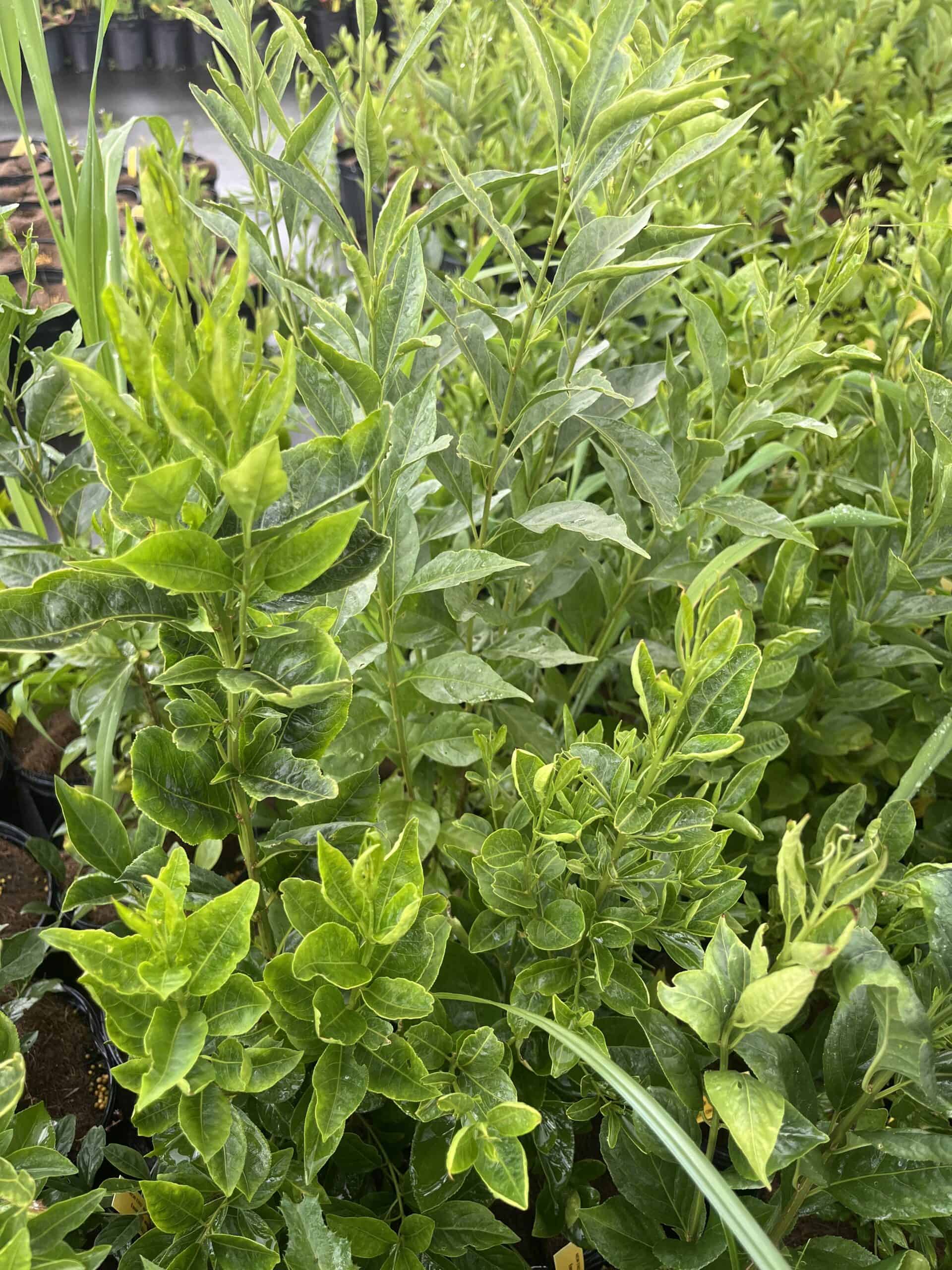 Shrubs – Euonymus atropurpureus – Eastern Wahoo