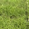 Herbaceous
