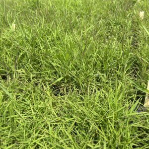 Herbaceous