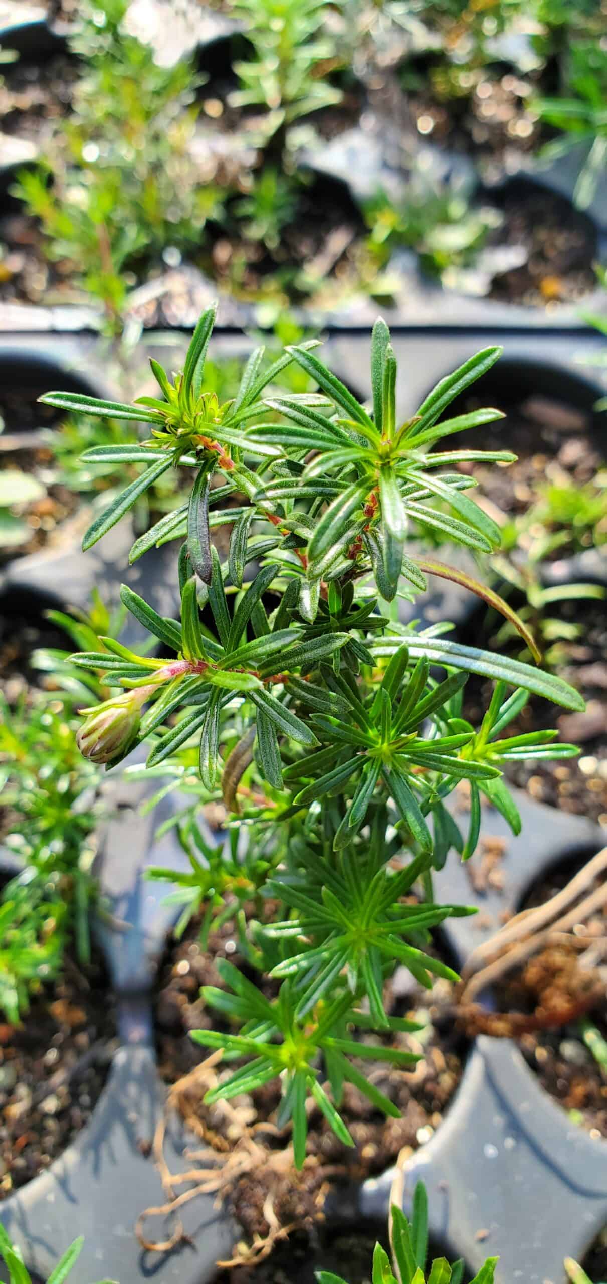 Herbaceous – Ionactis linarifolia – Stiff Aster