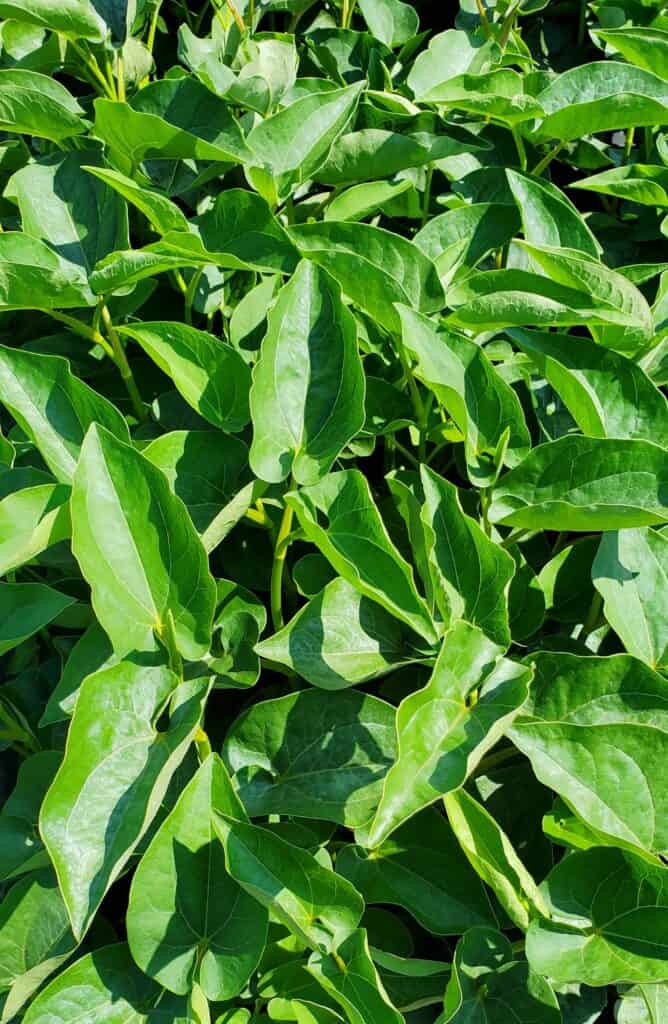 Herbaceous- Saururus cernuus – Lizard’s Tail