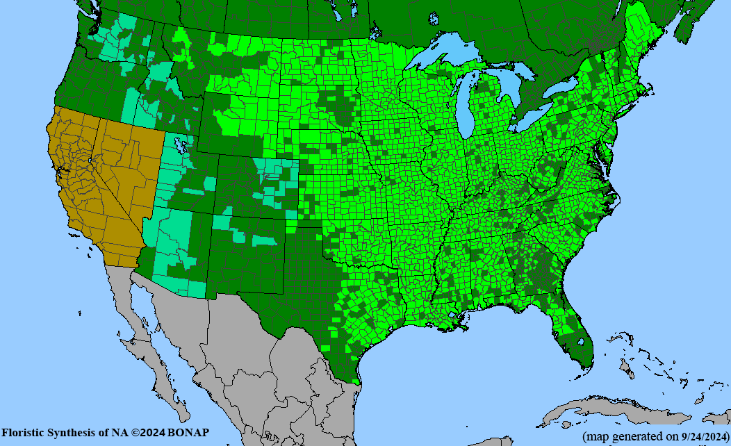 Trees – Fraxinus pennsylvanica – Green Ash