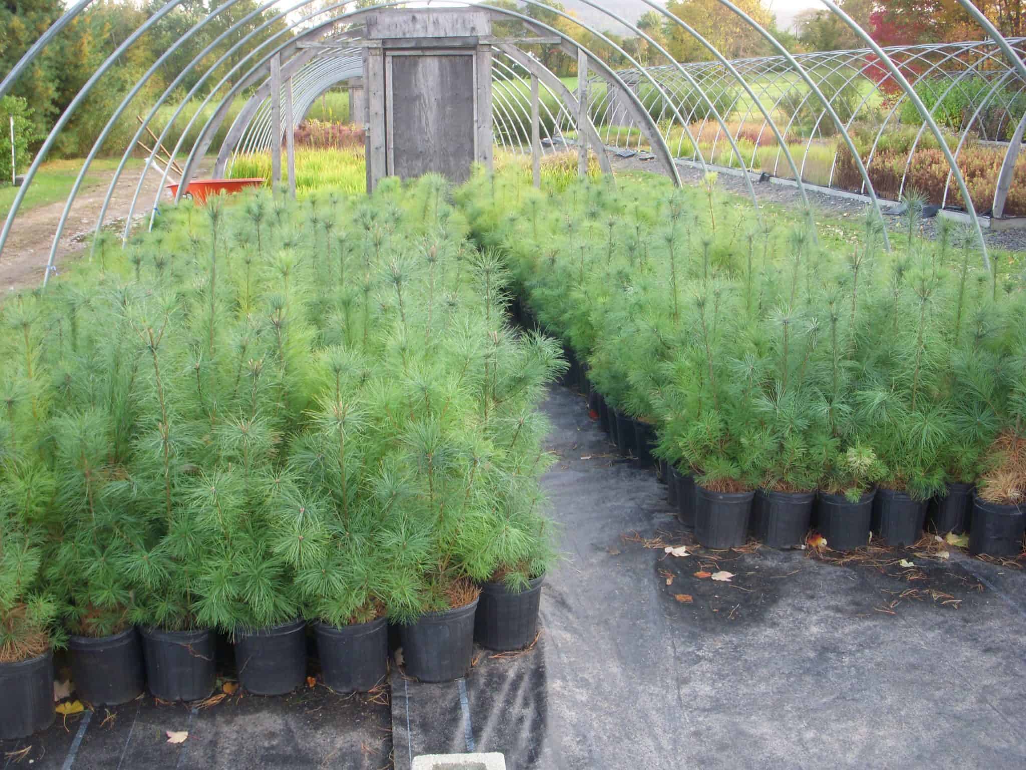 Trees – Pinus strobus – White Pine