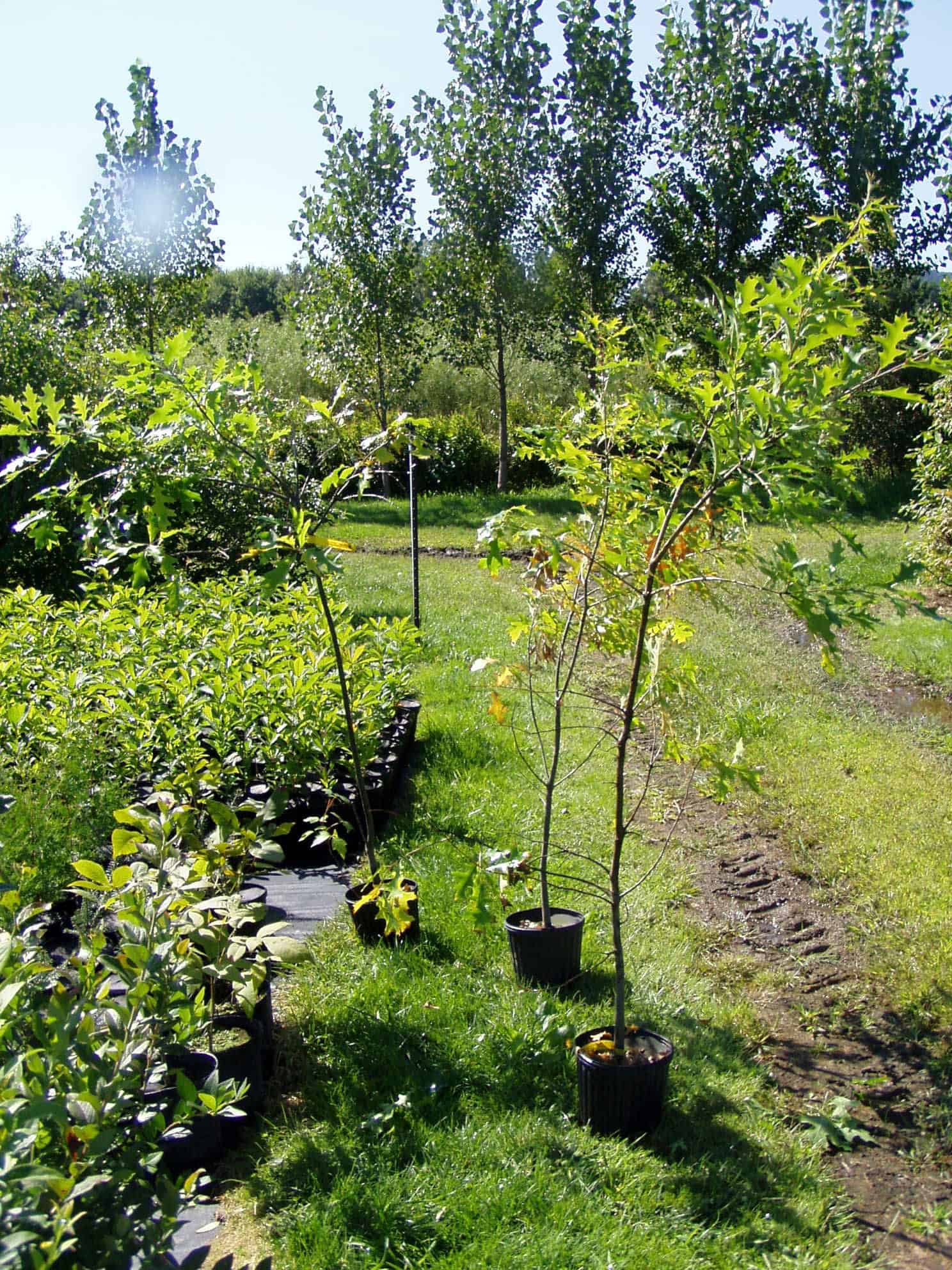 Trees – Quercus palustris – Pin Oak