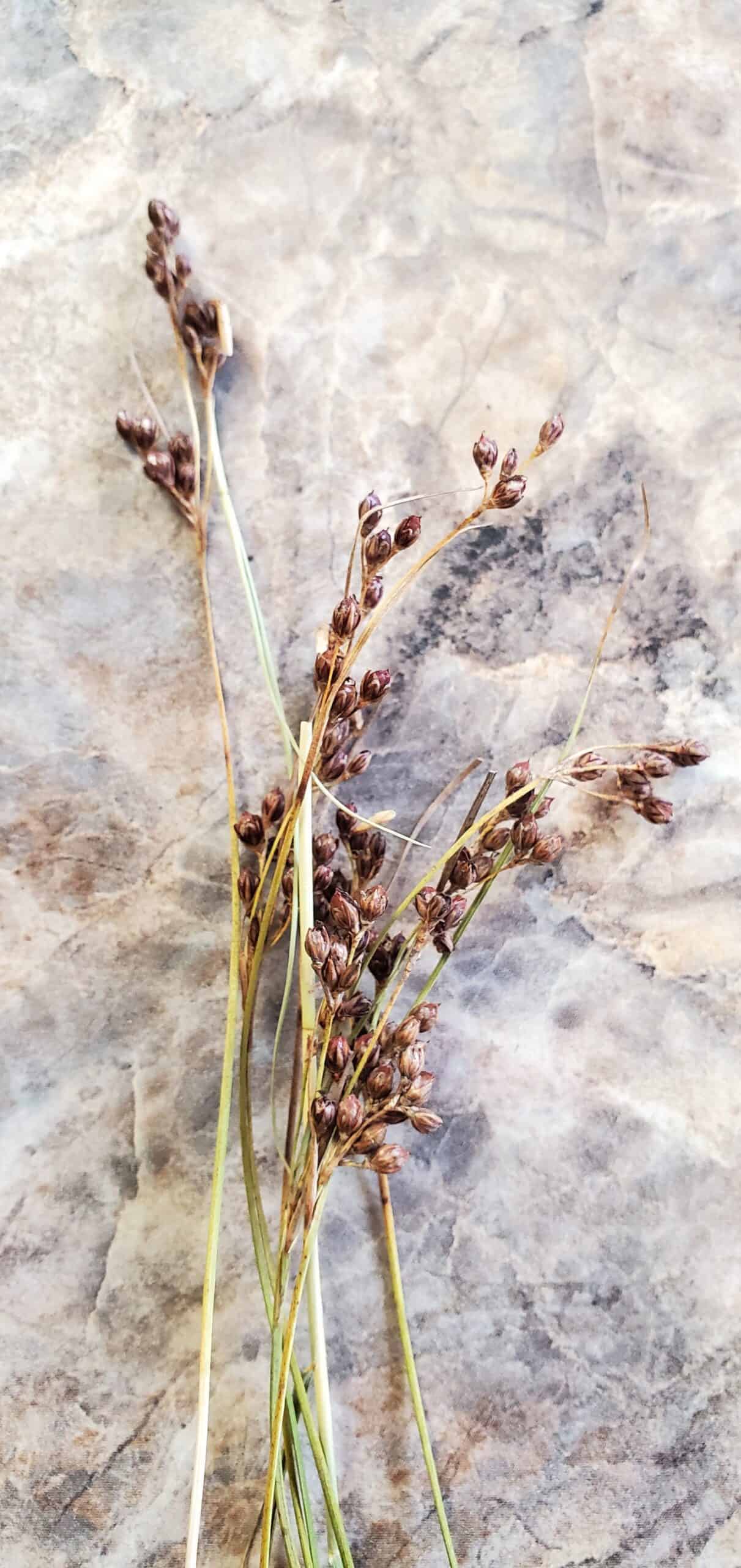 Herbaceous – Juncus gerardii – Blackgrass