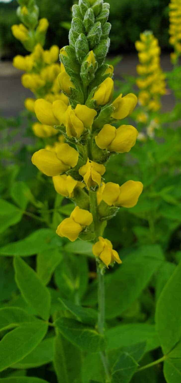Herbaceous- Thermopsis villosa – Carolina Lupine