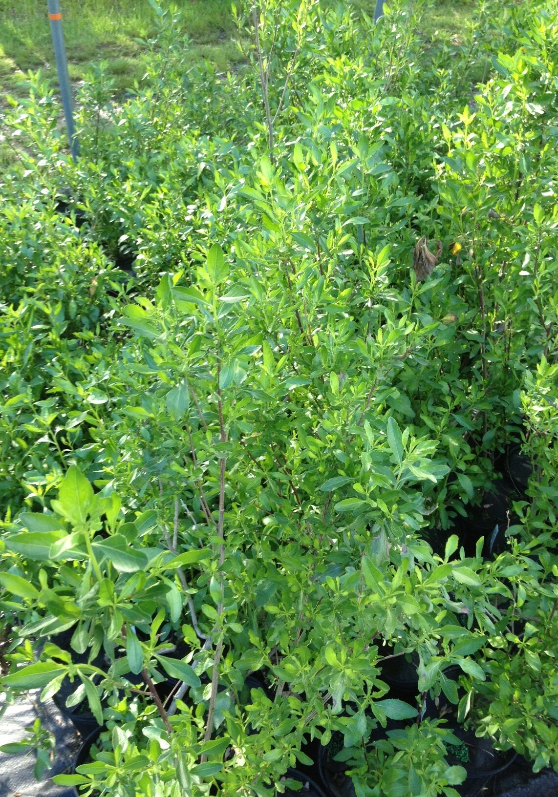 Shrubs – Baccharis halimifolia – Groundsel-bush